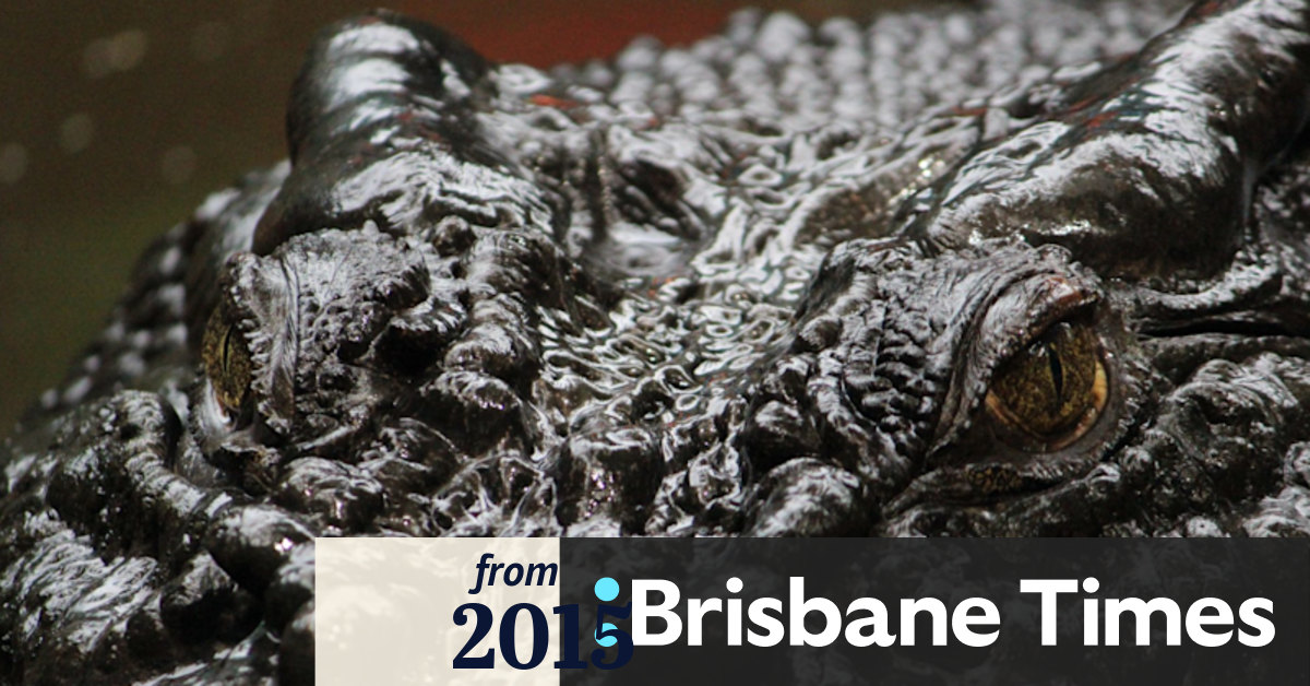Record-breaking crocodile marks milestone Record-breaking crocodile marks milestone